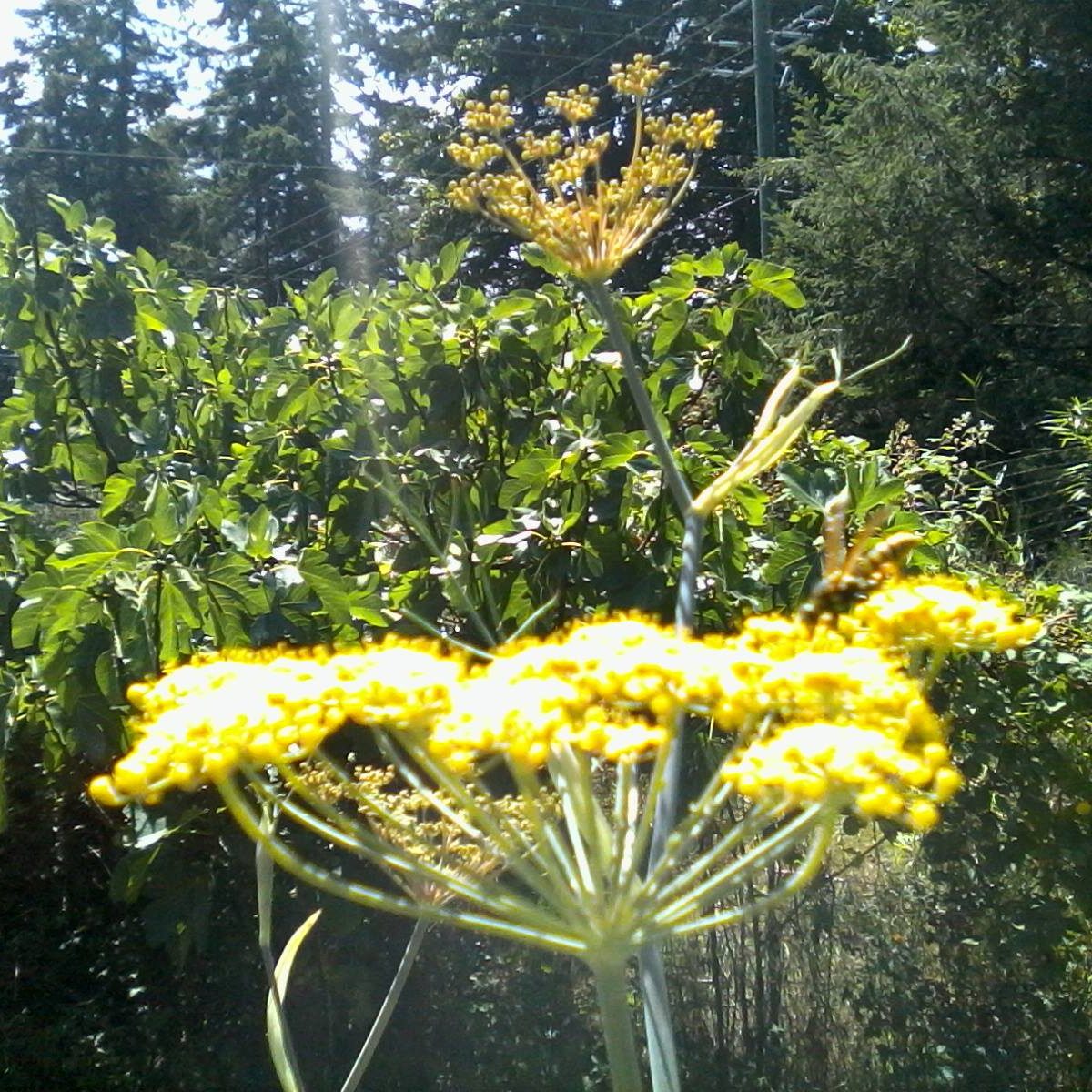 The Role of Slugs in the Garden Ecosystem - Nigel Kay Permaculture ...