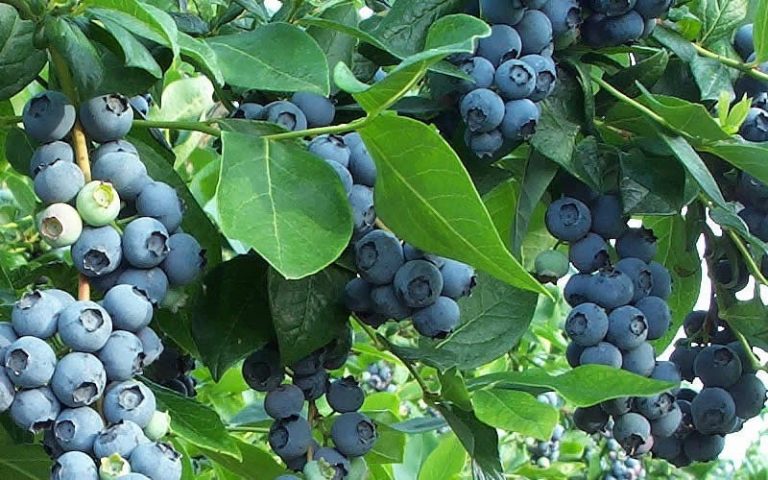 Blueberries - We Help Grow Strong Healthy Families & Communities ...
