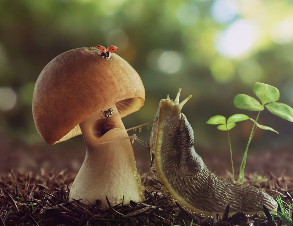 The Role of Slugs in the Garden Ecosystem - Nigel Kay Permaculture ...