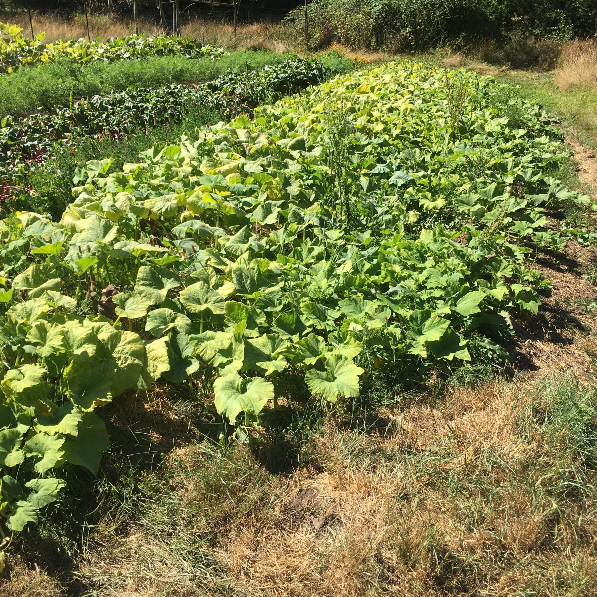 Echo Valley Community Farm - We Help Grow Strong Healthy Families ...