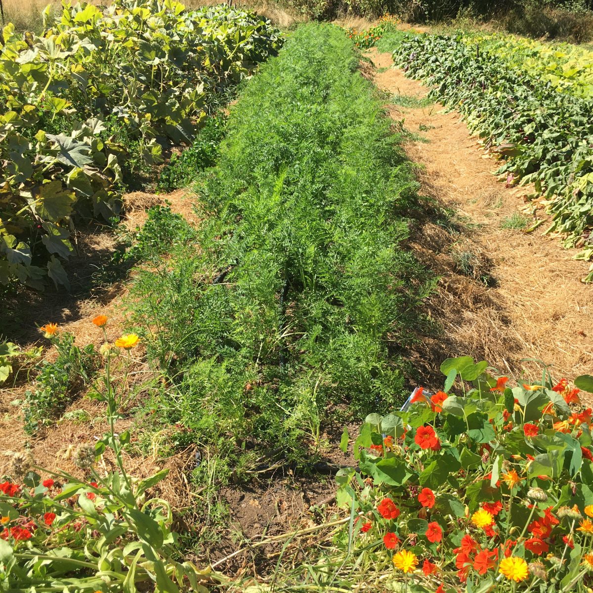 Echo Valley Community Farm - We Help Grow Strong Healthy Families ...