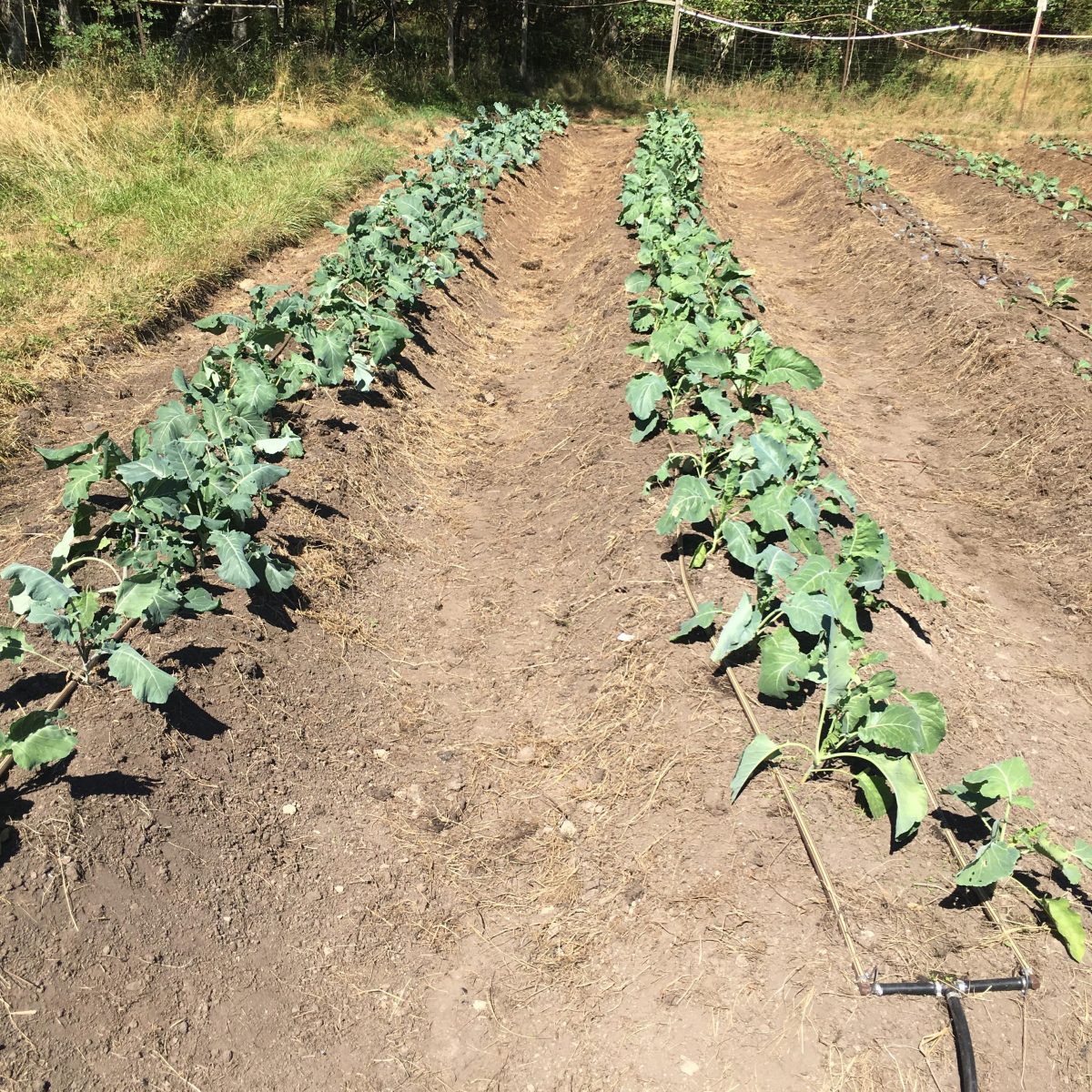 Echo Valley Community Farm - Nigel Kay Permaculture Design Salt Spring ...
