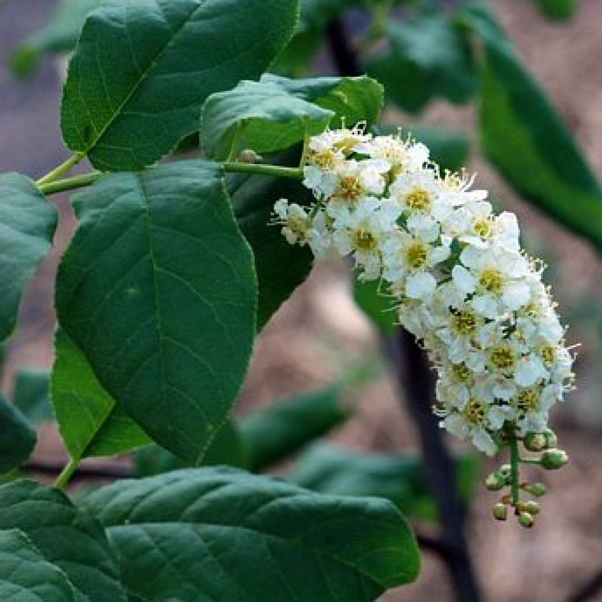 Ecological Restoration - We Help Grow Strong Healthy Families ...