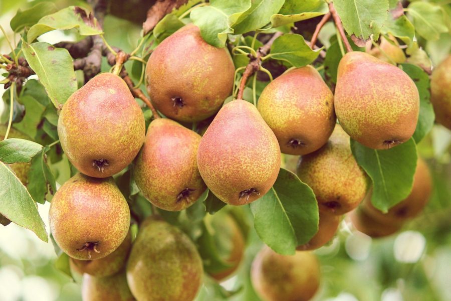 Pear & Hazelnut Tree Orchards - We Help Grow Strong Healthy Families ...
