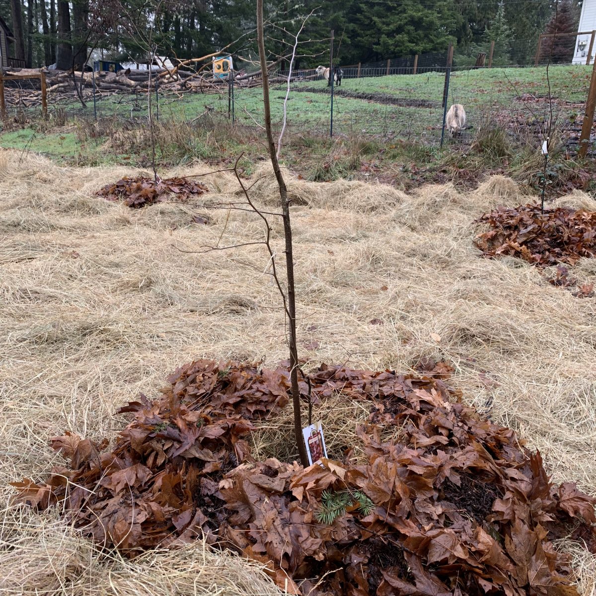 Pear & Hazelnut Tree Orchards - Nigel Kay Permaculture Design Salt ...