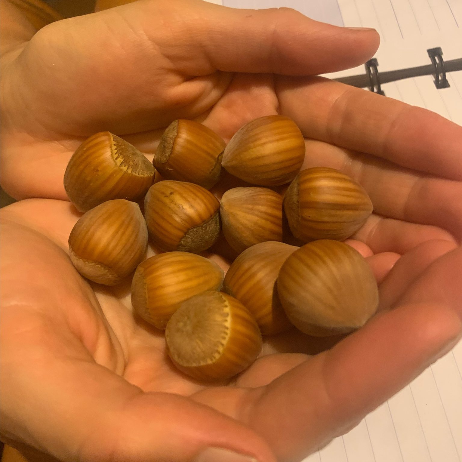 Nut Trees for Sale - Winter 2024 - We Help Grow Strong Healthy Families ...