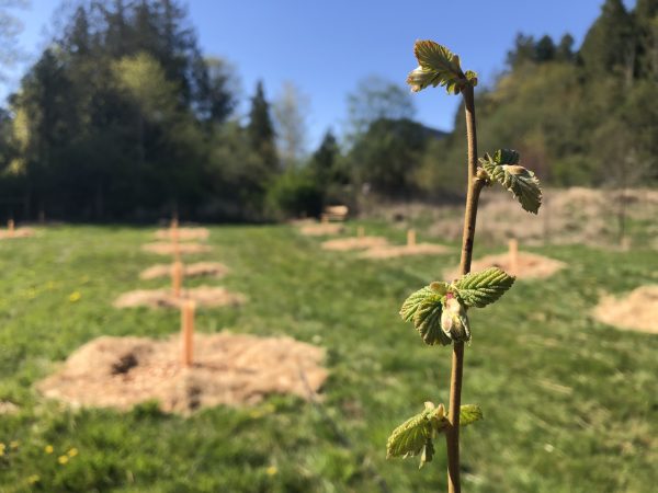 Hazelnut Orchard Installation - Nigel Kay Permaculture Design Salt ...