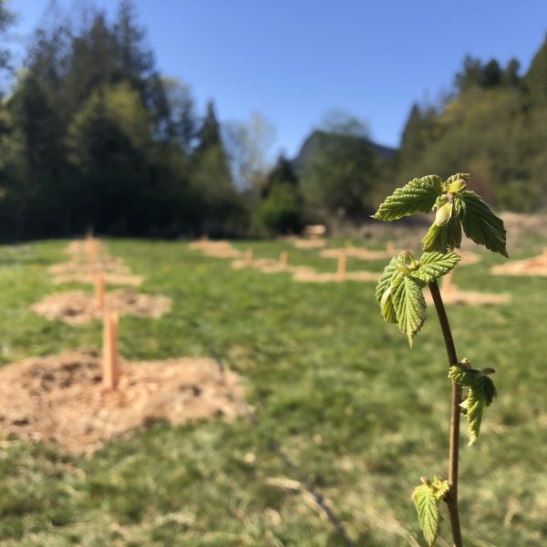 Hazelnut Orchard Installation - We Help Grow Strong Healthy Families ...