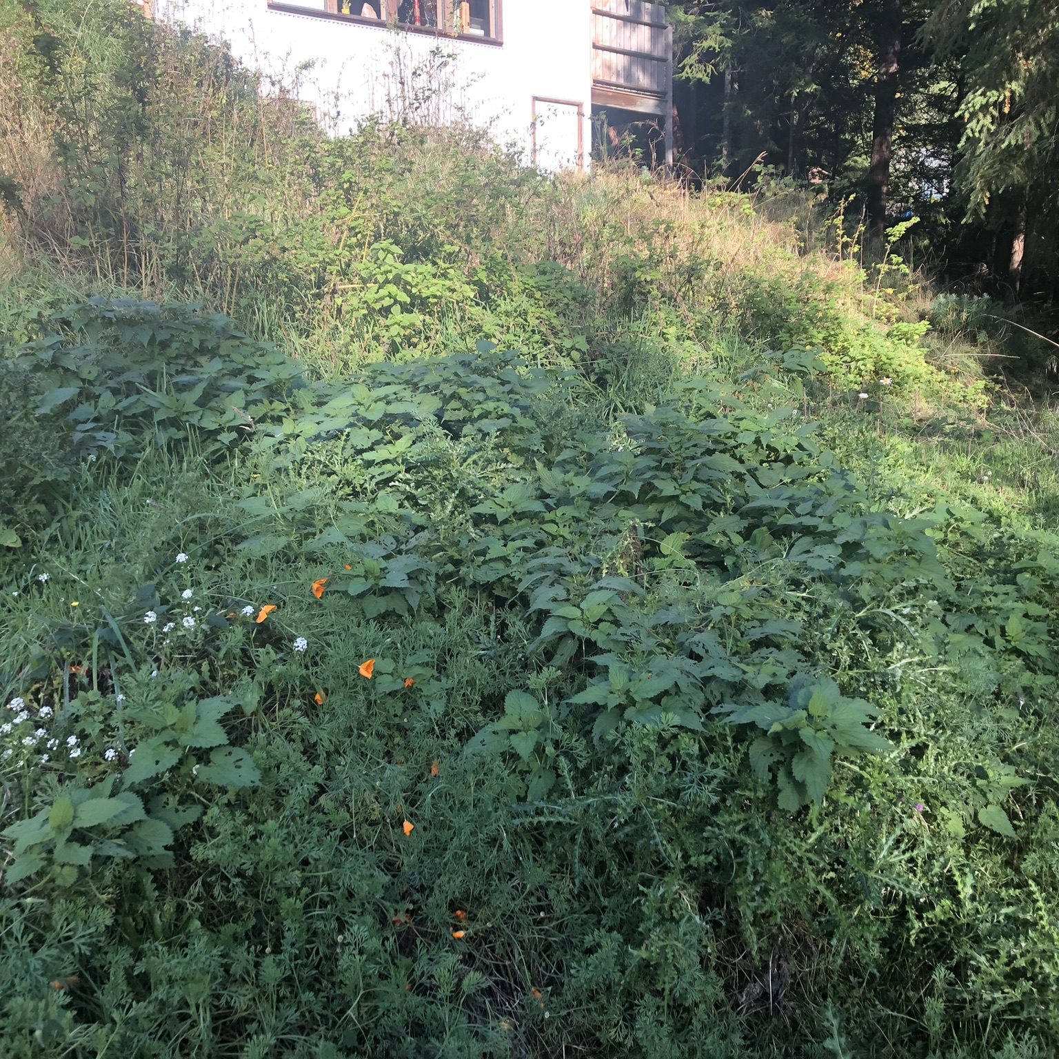 Food Forest Design with “On Contour Swales” - We Help Grow Strong ...